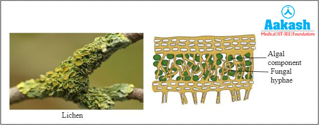 Symbiosis: Types, Nitrogen Fixation, Ecological Importance, Practice Problems and FAQs in ...